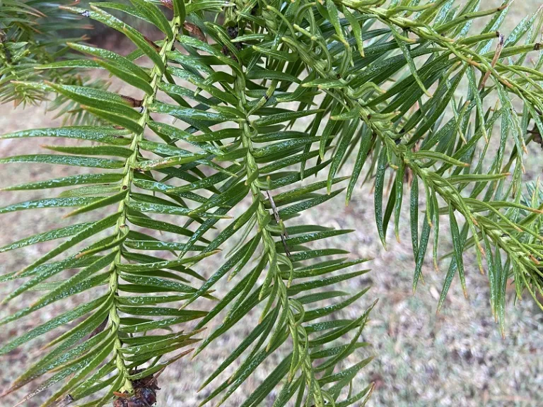 Cunninghamia lanceolata | Brookgreen